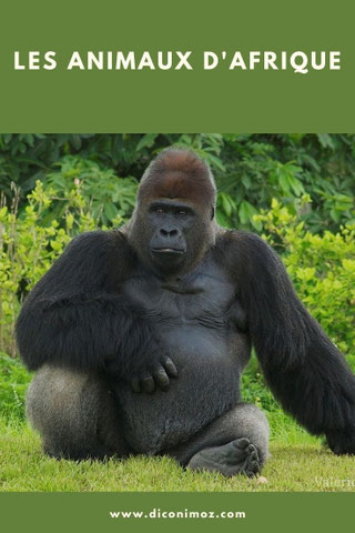 Yapock : poids, taille, longévité, habitat, alimentation - Dictionnaire ...