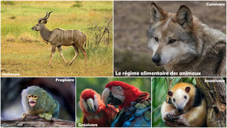 Liste des animaux en P - Dictionnaire des animaux