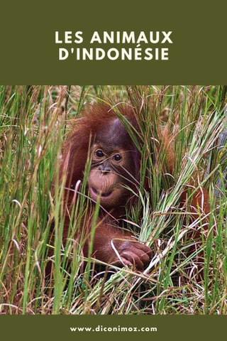 Yapock : poids, taille, longévité, habitat, alimentation - Dictionnaire ...