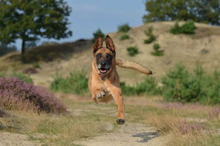 Malinois : origine, caractère, santé, couleur : fiche chien ...