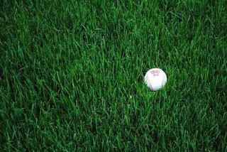 TIPOS DE PASTO - Página web de jadmi