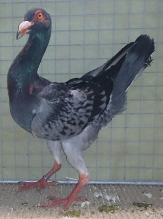 Les trois races de Bagadais élevées au club Français - Site Jimdo de ...