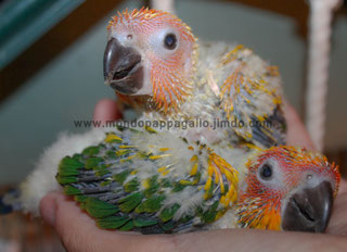 Il conuro del sole - Benvenuti su mondopappagallo!