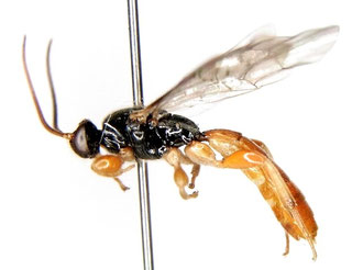 メンガタヒメバチ亜科 Metopiinae Förster, 1869 - Information station of Parasitoid ...