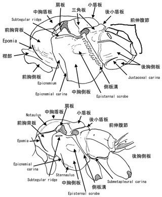 ヒメバチ科の形態 - Information station of Parasitoid wasps