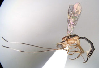 ハバチヒメバチ亜科 Tryphoninae Shuckard, 1840 - Information station of ...