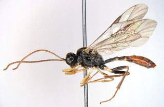 ハバチヒメバチ亜科 Tryphoninae Shuckard, 1840 - Information station of ...