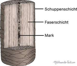 Haare Aufbau ... eine spannende Reise zu den Ursprüngen der Haare ...