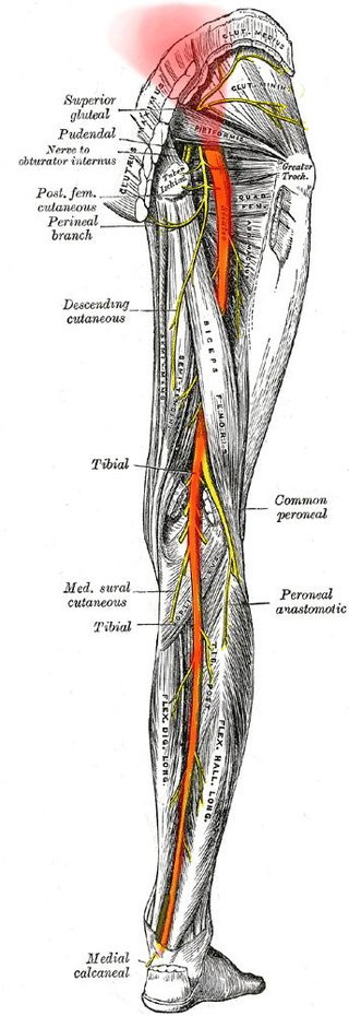 Sciatic nerve - NeurologyNeeds.com
