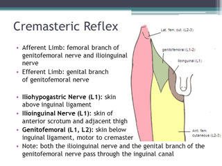 Cremasteric reflex - NeurologyNeeds.com