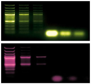 GREEN DNA-RNA-dye - GeneON BioScience