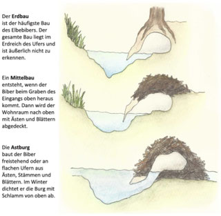 LEBENSWEISE - Moin Biber - Loki Schmidt Stiftung