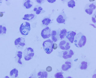 La pyodermite superficielle ou profonde à staphylocoque chez le chien ...