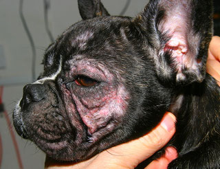 La pyodermite superficielle ou profonde à staphylocoque chez le chien ...