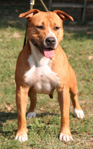 Allevamento Bull Terrier Miniature - Allevamento Bull Terrier Miniature ...