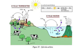 Les cycles biogéochimiques - ecohabibs jimdo page!