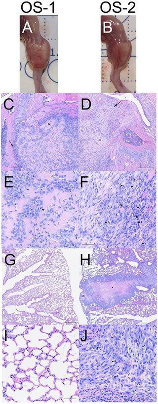 Heterotypic mouse models of canine osteosarcoma recapitulate tumor ...