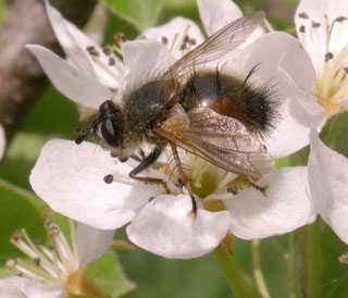Mosche parassite di cimici e farfalle: i Tachinidi - ortoecologos jimdo ...