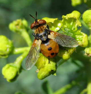 Mosche parassite di cimici e farfalle: i Tachinidi - ortoecologos jimdo ...
