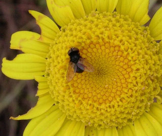 Mosche parassite di cimici e farfalle: i Tachinidi - ortoecologos jimdo ...