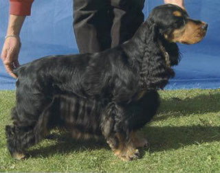 Colores del Cocker Spaniel Inglés - Chocoblue - Cocker Spaniel Inglés