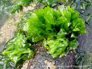 Ulva rigida - Site de nomadica