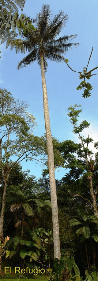THE WAX PALMS (genus Ceroxylon): - Página web de elrefugionatura