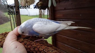 Funkelsterne - Wellensittichzucht Funkelsterne