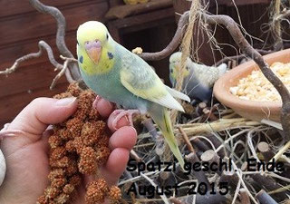 Funkelsterne - Wellensittichzucht Funkelsterne