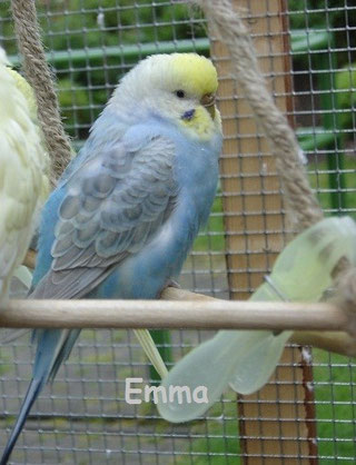 Funkelsterne - Wellensittichzucht Funkelsterne