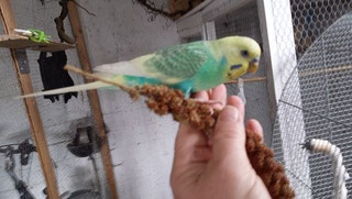 Funkelsterne - Wellensittichzucht Funkelsterne