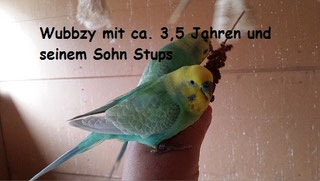 Funkelsterne - Wellensittichzucht Funkelsterne