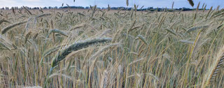 Roggen - Landwirtschaftsbetrieb Arno Göwe