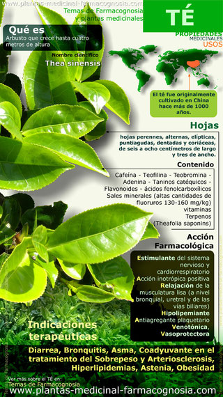 Propiedades y beneficios del Té - Farmacognosia. Plantas medicinales