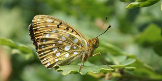 Nymphalidae, les espèces en page 3 - La dauphinelle le Lutin de la Nature