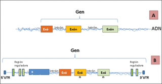 1.2 Estructura y partes de un gen - Mundogenetica