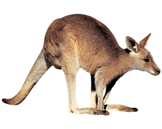 Kangourou roux : poids, taille, longévité, habitat, alimentation ...