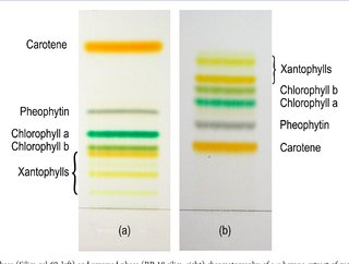 ASSIGNMENT - edbiologykmpk