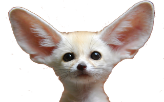 Fennec - L’encyclopédie-animalière
