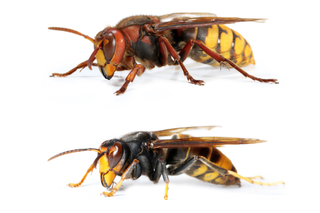 De 4 grote verschillen tussen de europese en aziatische hoornaar ...