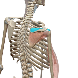 Renforcement musculaire des rotateurs externes de l'épaule - PRO-TMS