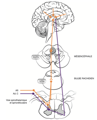 Anatomie de la douleur - Neurochirurgien Marseille Aix-en-Provence