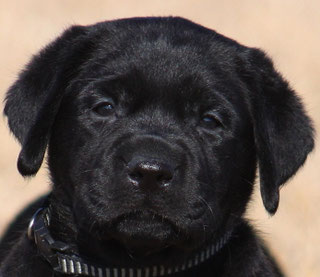 Garantie et prix - Elevage Equilab Labrador