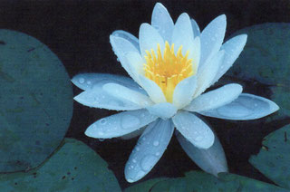 Home - Gail Post, Ph.D.