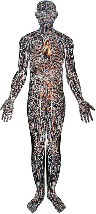 Chapitre 6: la circulation du sang - Site de cours de collège et lycée ...