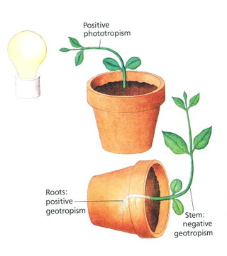 5. Relacion en plantas - Bilingual Natural Science. I.E.S. Elcano ...