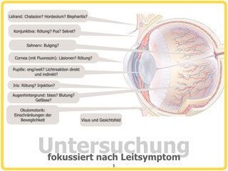 Grundkurs Klinische Notfallmedizin: Vorlesungen - Notfallmedizinkurs.de