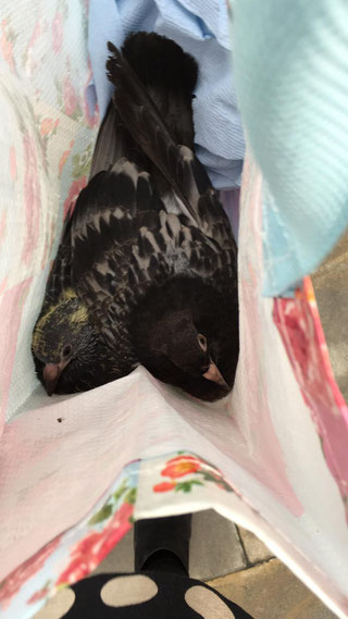 What to do when you find a sick/injured pigeon - London Wildlife Protection