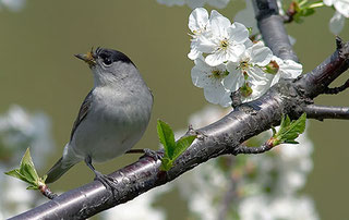 Passeriformi - Benvenuti su uccellideuropa!