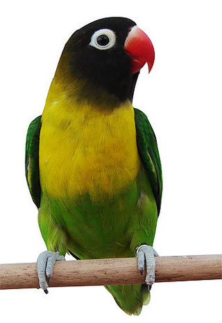 Inseparabile mascherato - allevamento amatoriale uccelli bugio13